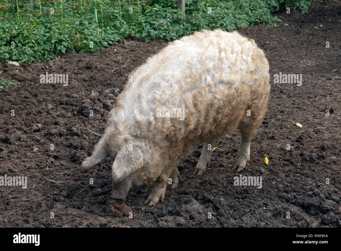 Mangalicaschwein hi-res stock photography and images - Alamy