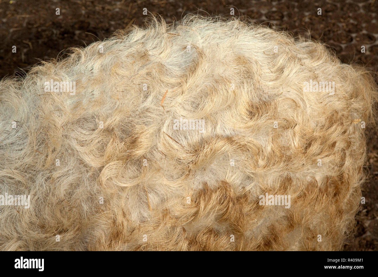 Mangalicaschwein hi-res stock photography and images - Alamy