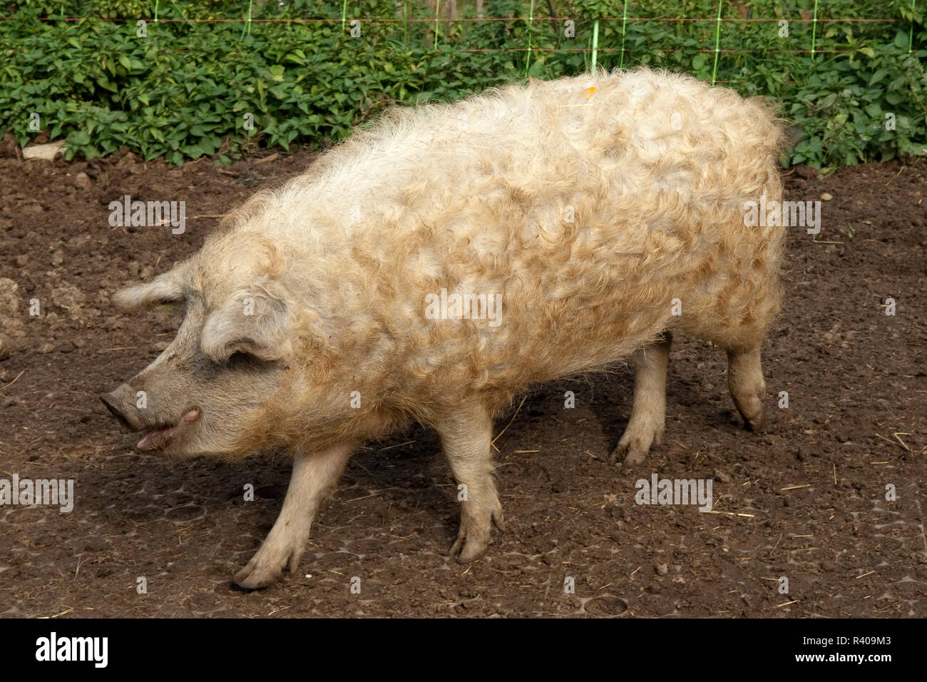 Mangalicaschwein High Resolution Stock Photography and Images - Alamy