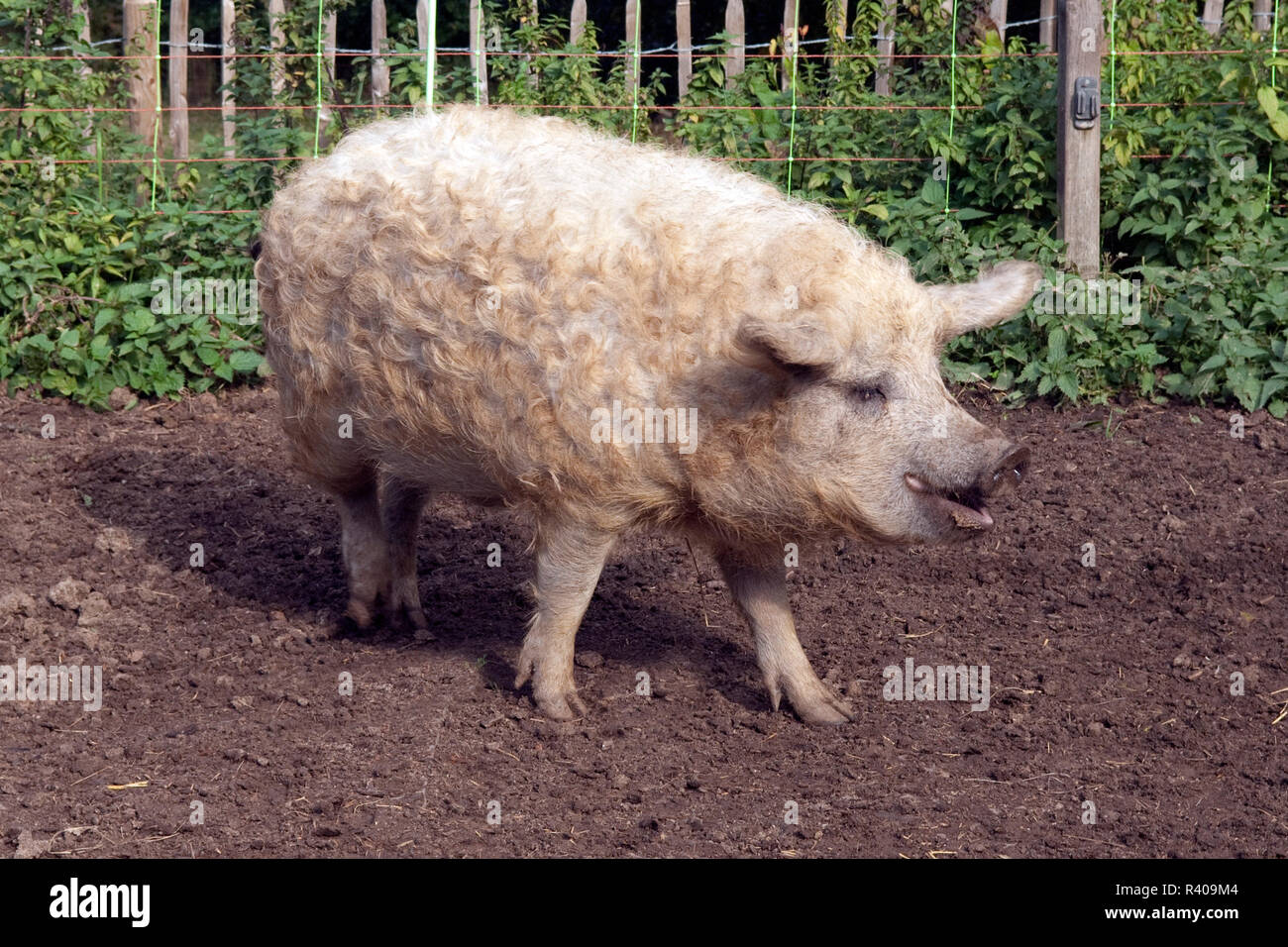 Mangalicaschwein hi-res stock photography and images - Alamy