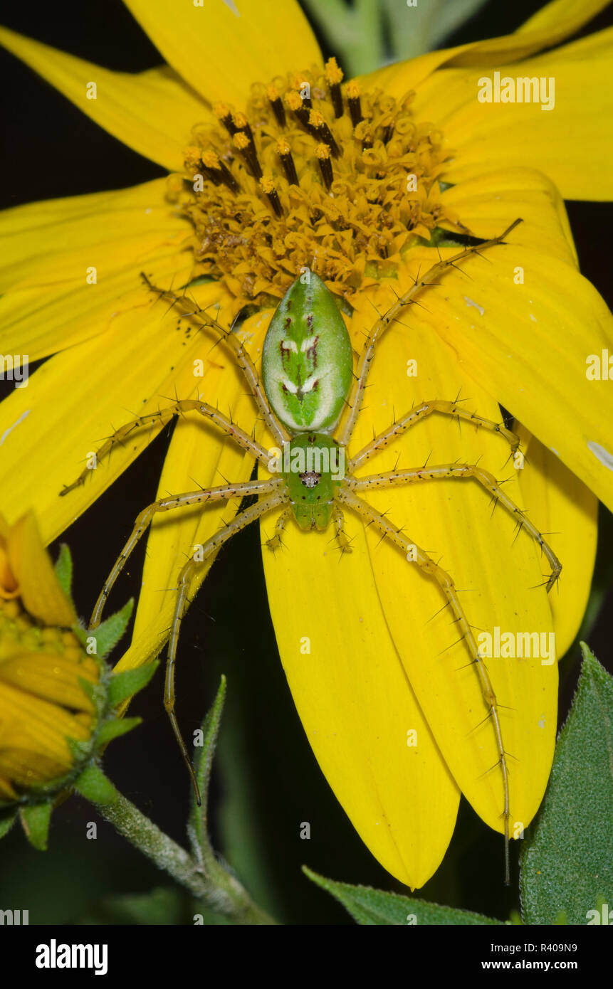 Green Lynx Spider, Peucetia viridans, female lurking on sunflower ...