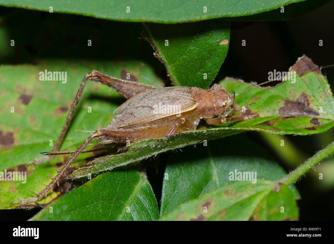 Restless Bush Cricket, Hapithus agitator, female Stock Photo - Alamy