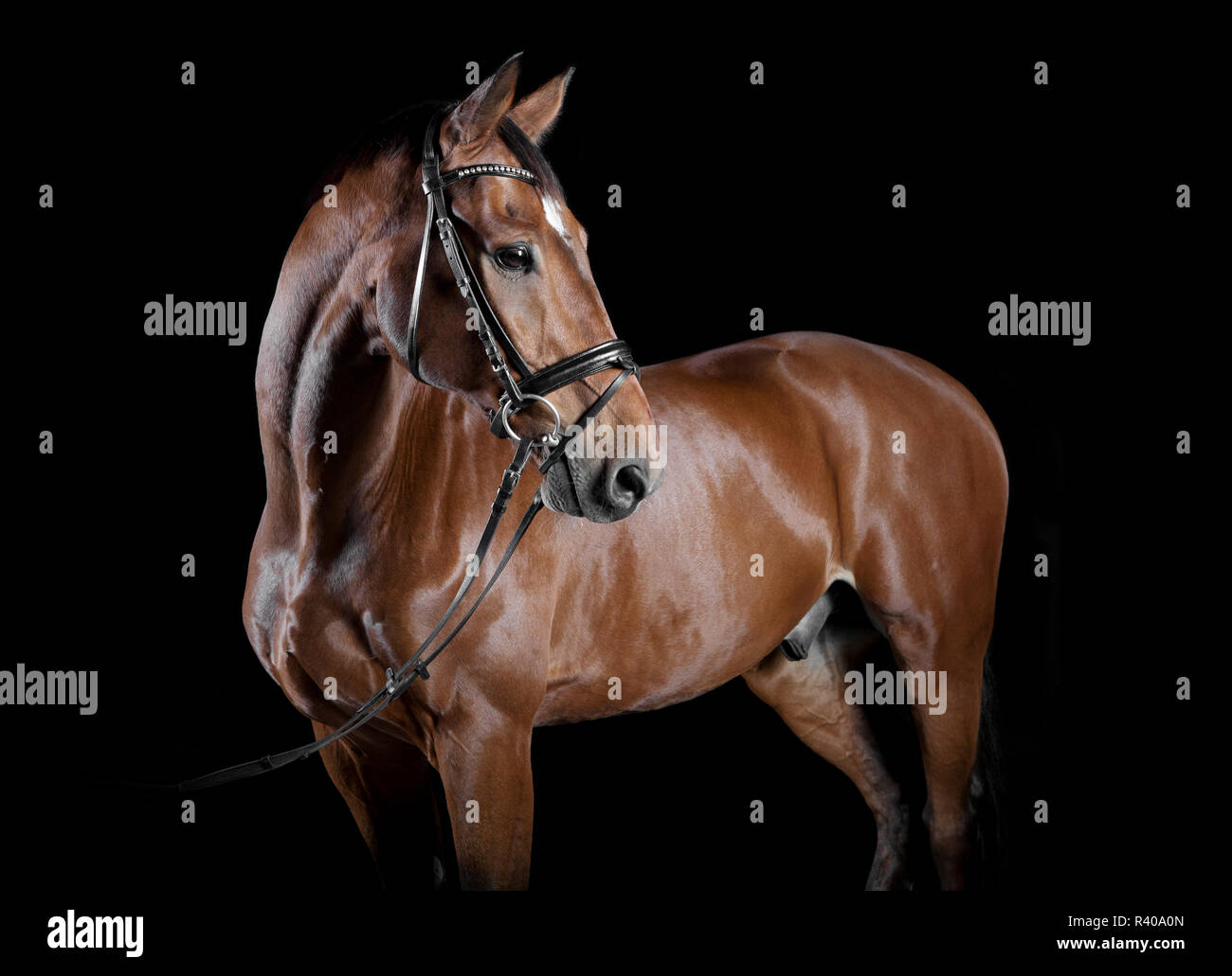 Hungarian gelding hi-res stock photography and images - Alamy