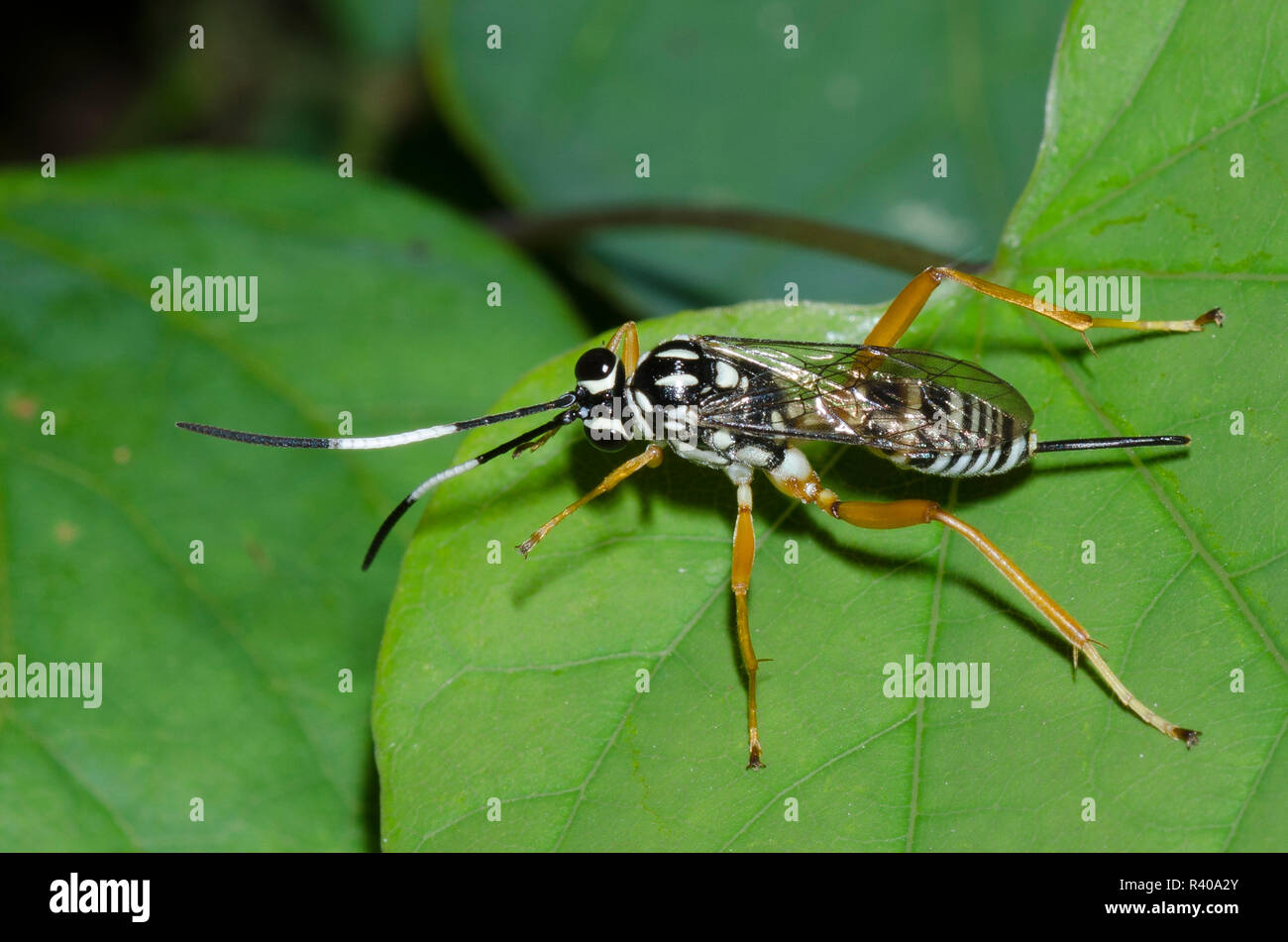 Ichneumon Wasp, Baryceros texanus, female preening Stock Photo - Alamy