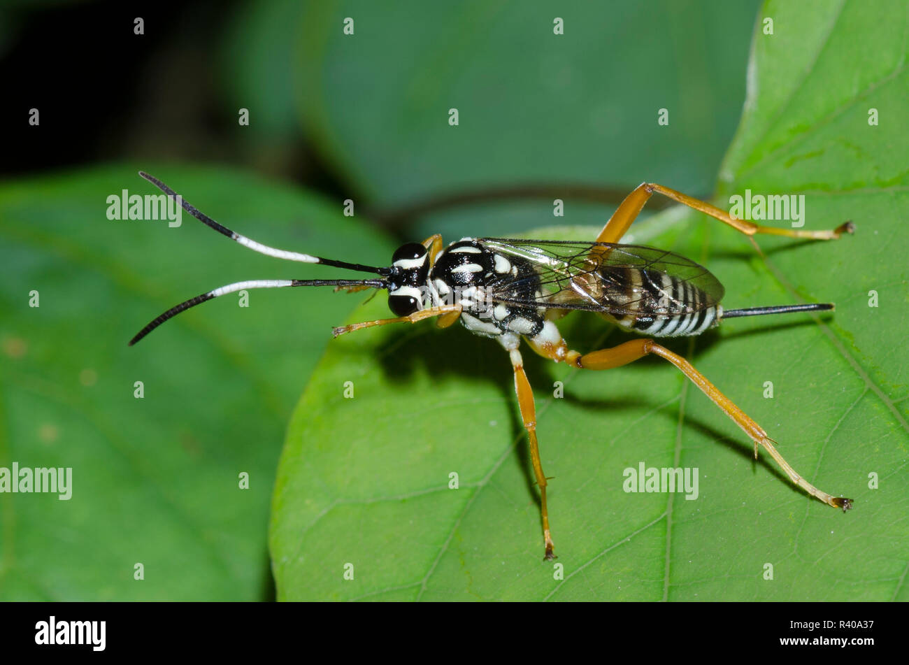 Ichneumon Wasp, Baryceros texanus, female preening Stock Photo - Alamy