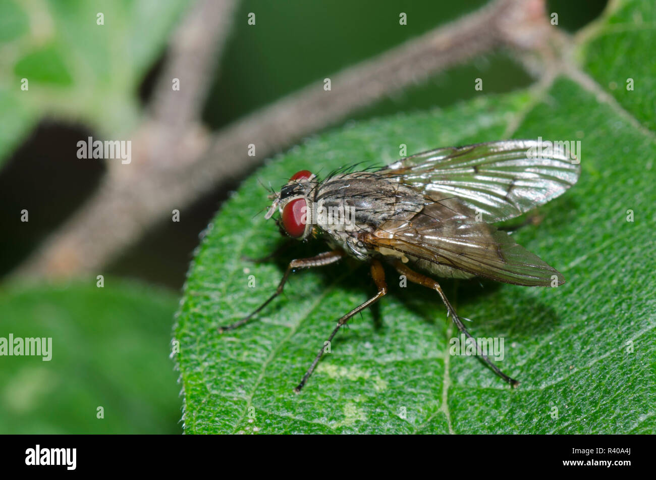 House Fly, Family Muscidae Stock Photo - Alamy