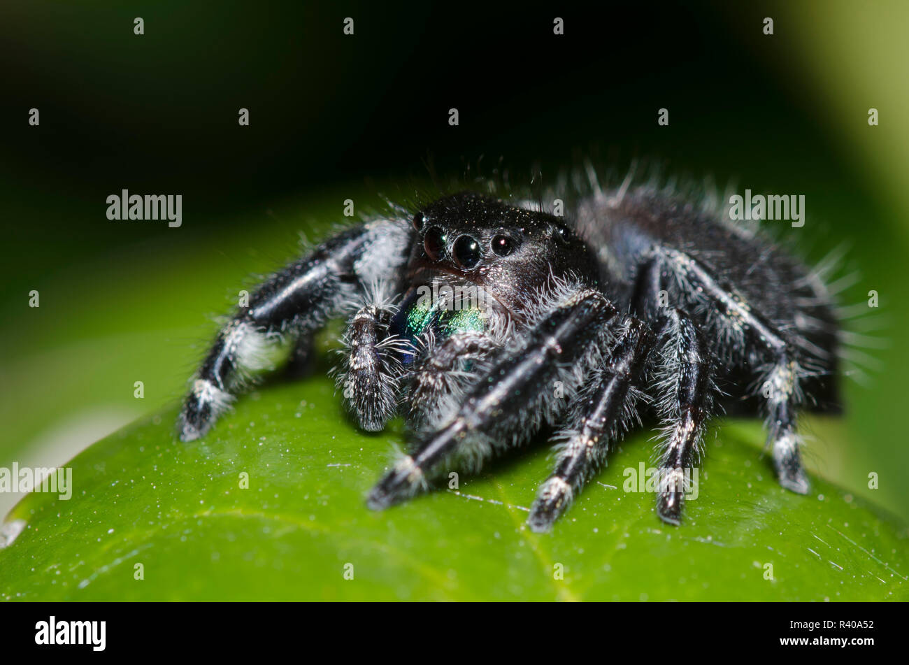 Bold Jumping Spider, Phidippus audax, female Stock Photo - Alamy