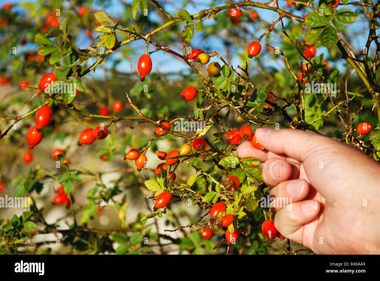 Berrypicking hi-res stock photography and images - Alamy