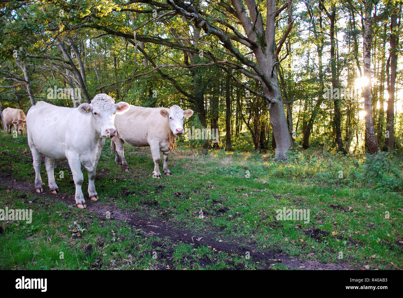 Sunlit cow hi-res stock photography and images - Alamy