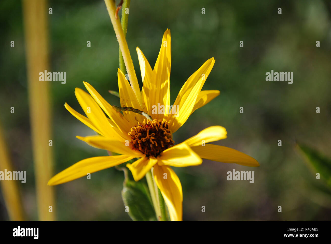 Wonderful smell hi-res stock photography and images - Alamy