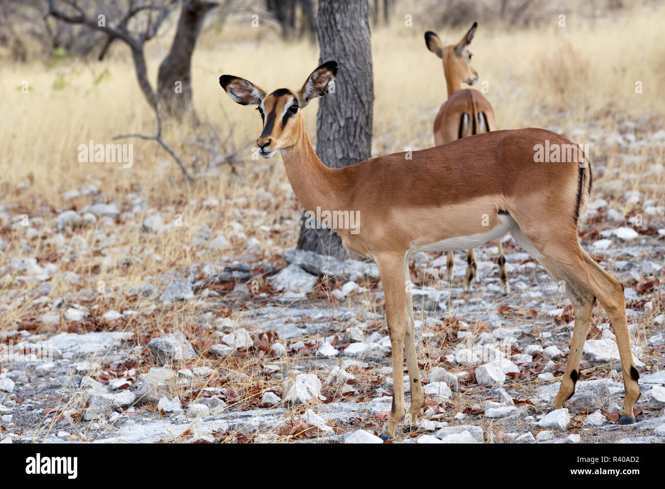 Portrait of Impala antelope Stock Photo - Alamy