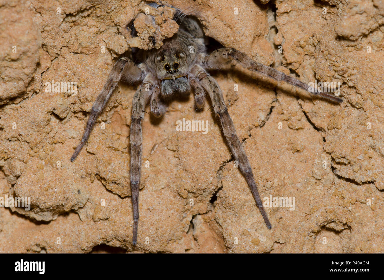 Wolf Spider, Arctosa littoralis, in burrow Stock Photo - Alamy