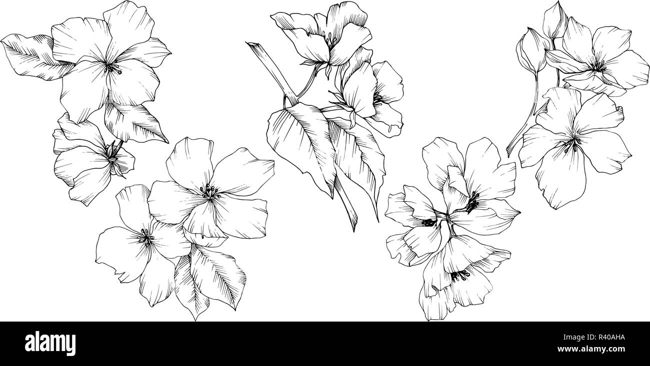 Vector. Appe blossom flowers. Wild spring leaf. Isolated apple b Stock ...