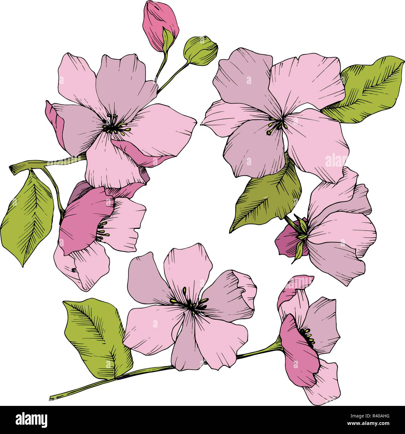 Vector. Appe blossom flowers. Pink and green engraved ink art. I Stock ...