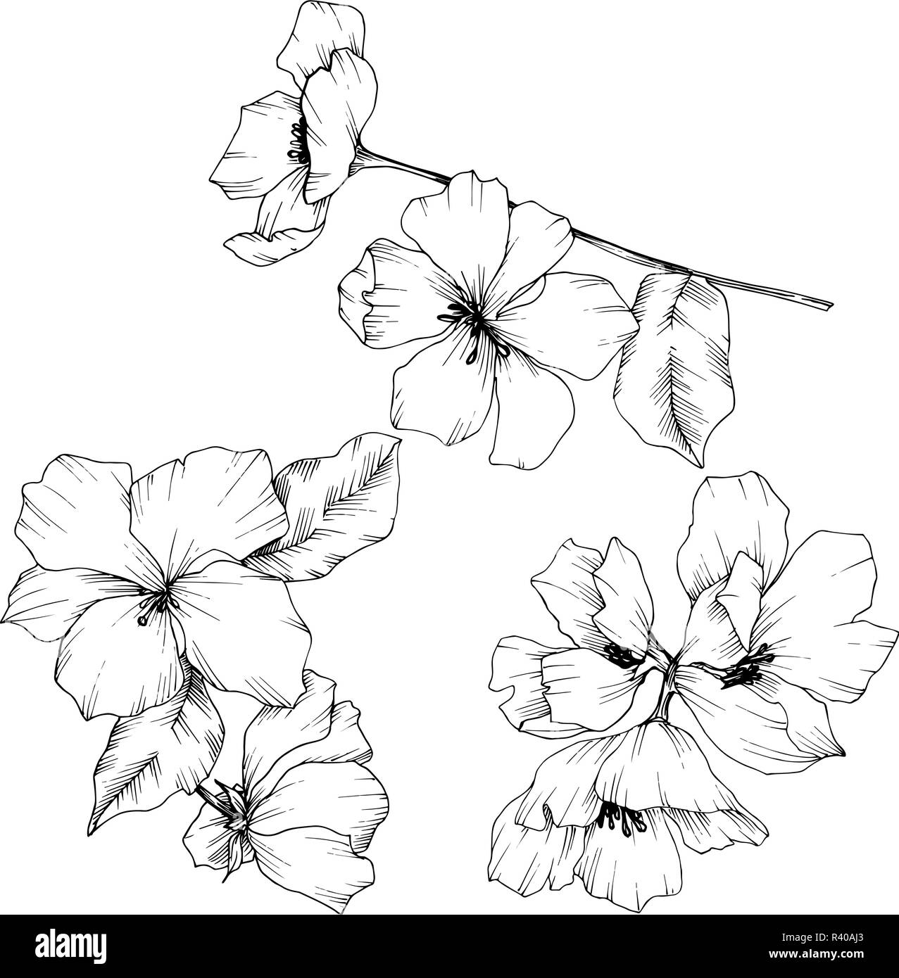 Vector. Appe blossom flowers. Wild spring leaf. Isolated apple b Stock ...
