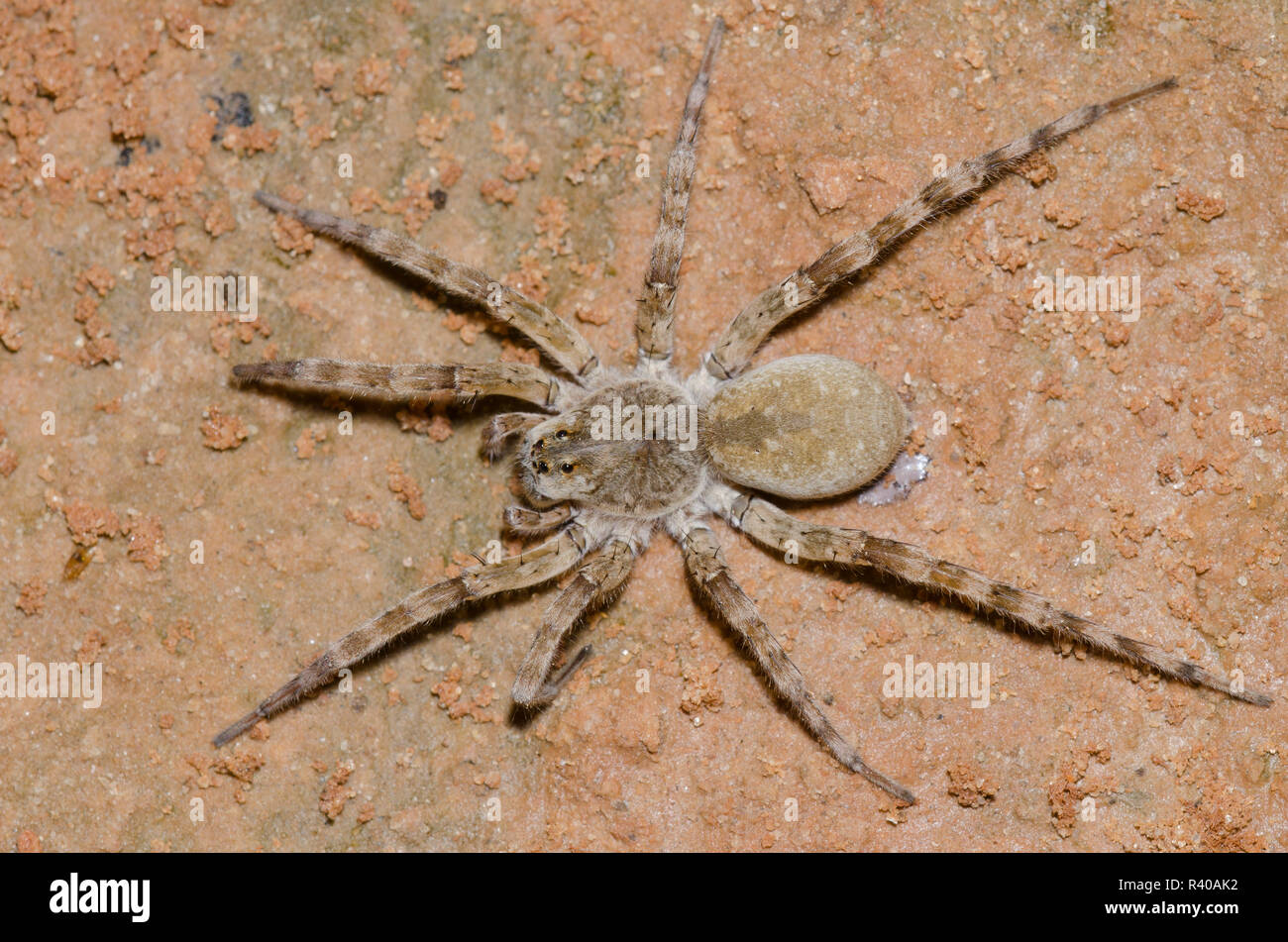 Arctosa hi-res stock photography and images - Alamy