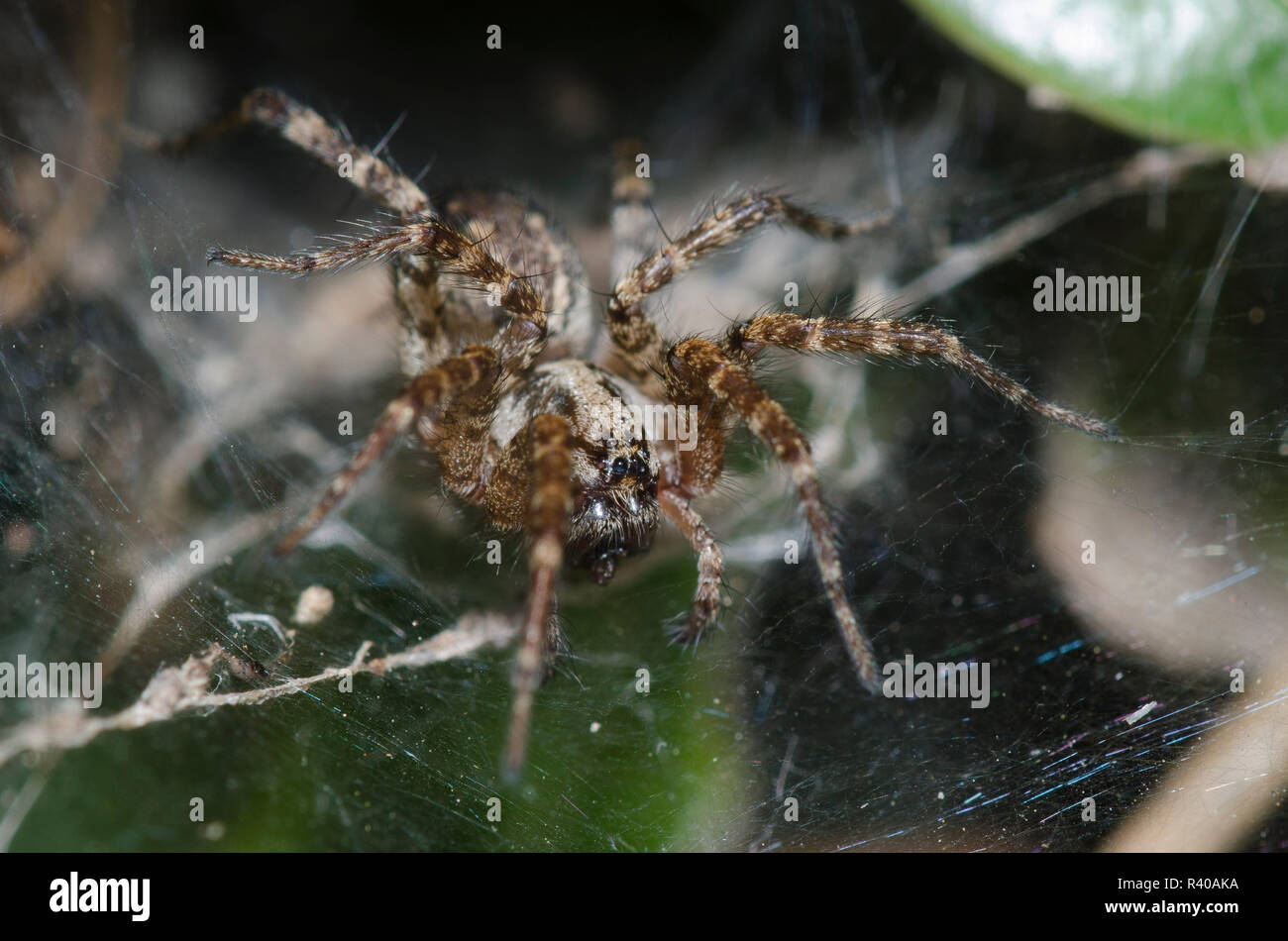 Funelweb Spider, Family Agelenidae Stock Photo - Alamy