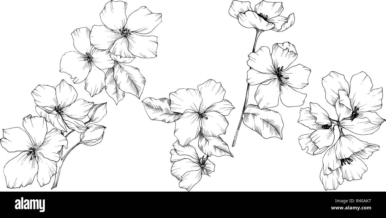 Vector. Appe blossom flowers. Wild spring leaf. Isolated apple b Stock ...