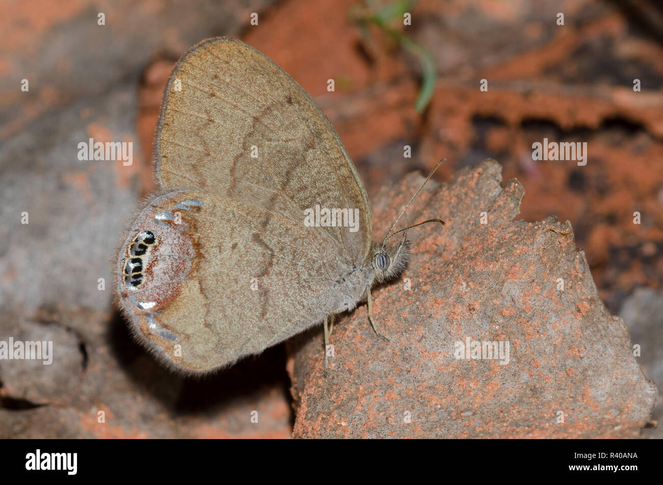 Satyr butterfly hi-res stock photography and images - Alamy