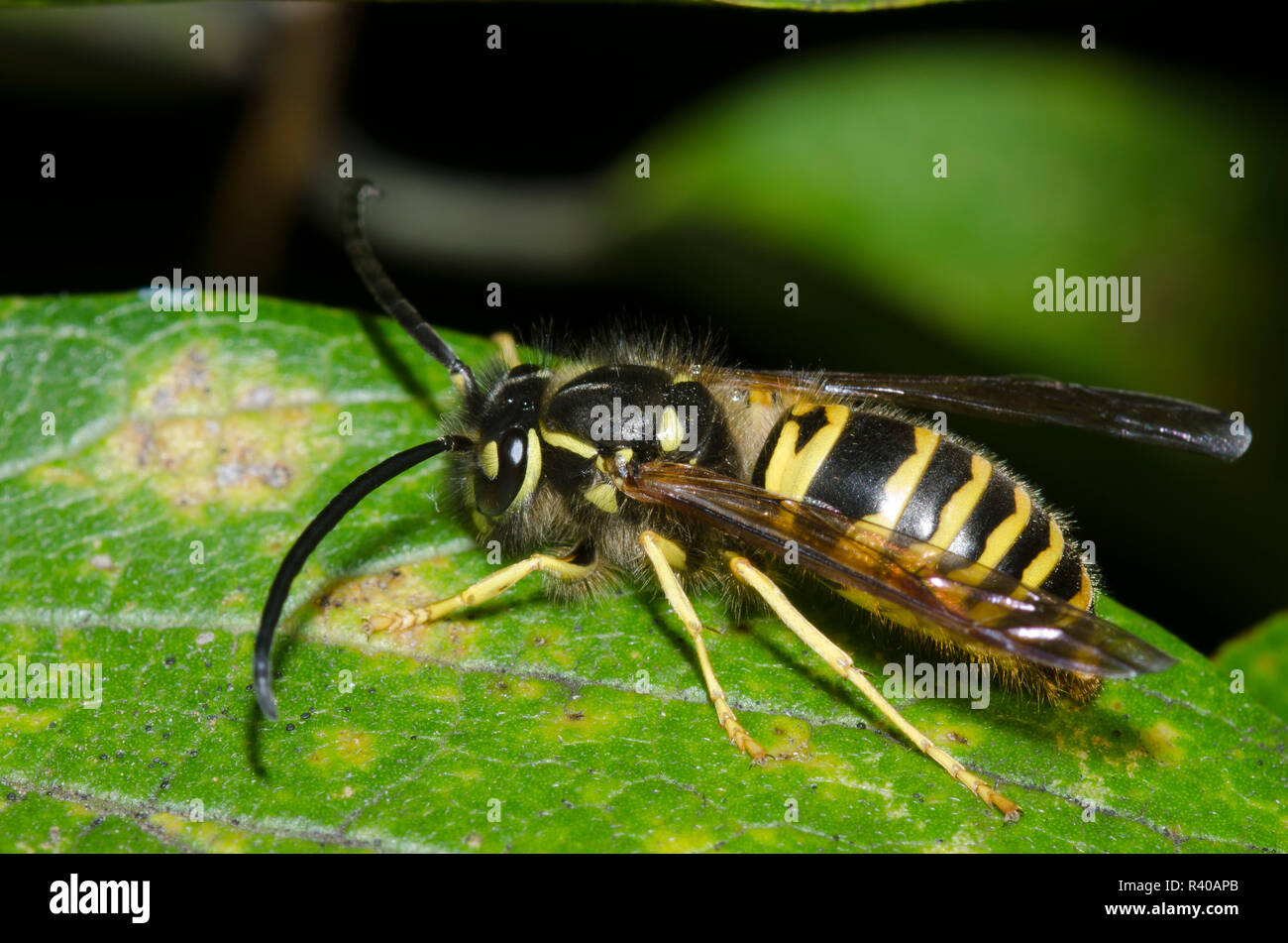 Eastern yellowjacket vespula maculifrons hi-res stock photography and ...