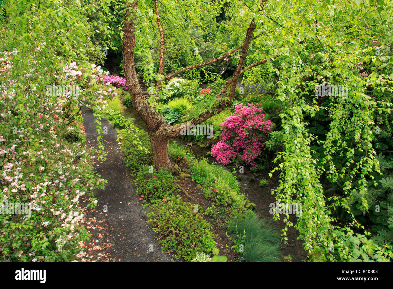 Crystal springs rhododendron garden hi-res stock photography and images ...
