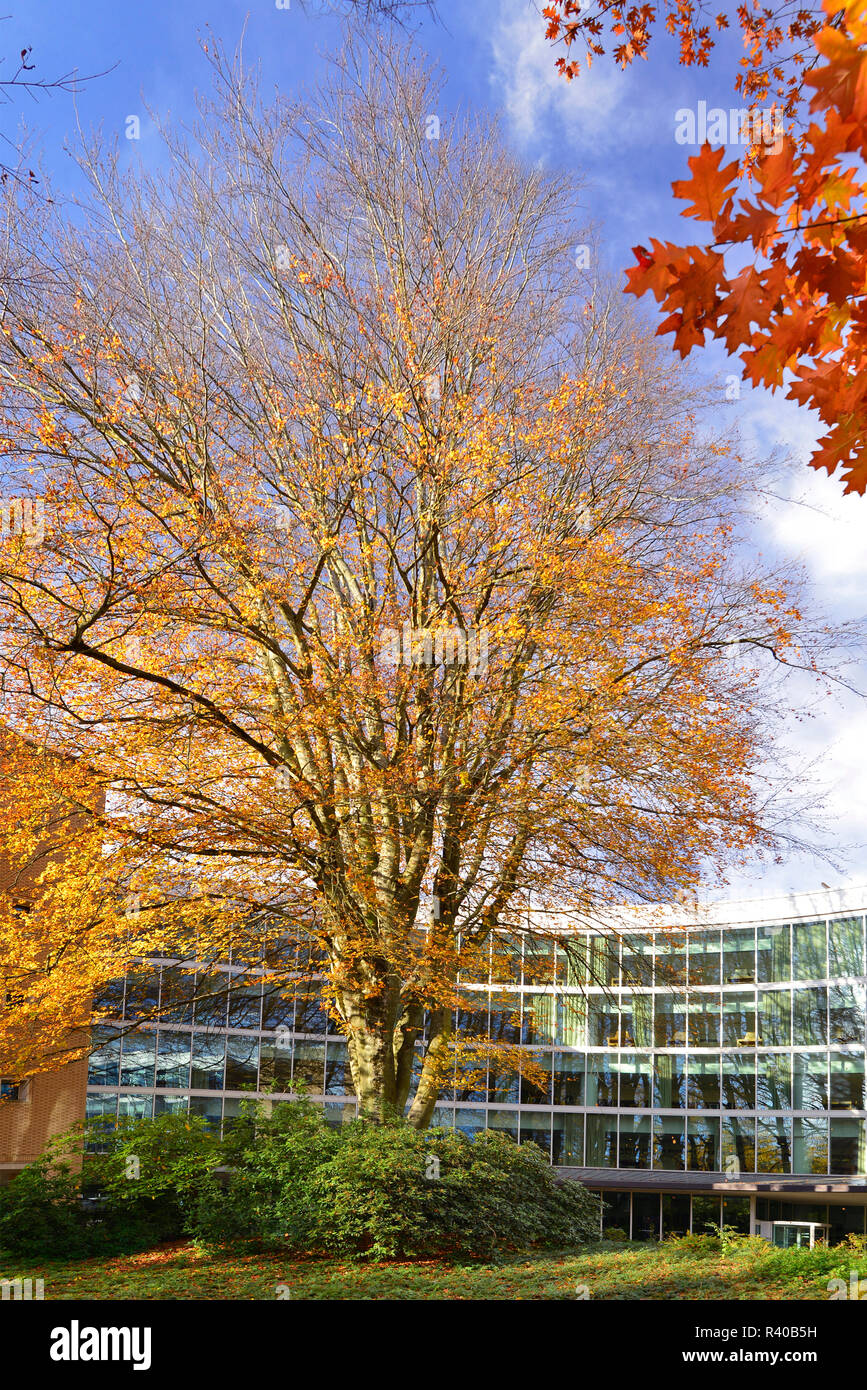 European beech tree hi-res stock photography and images - Alamy