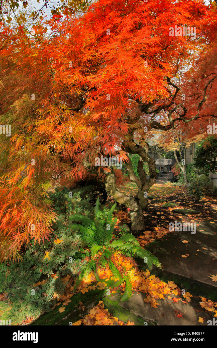 USA, Oregon, Portland. Japanese lace maple tree in garden. Credit as ...