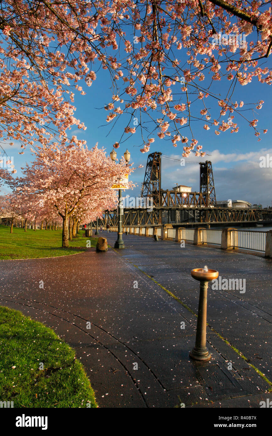 USA, Oregon, Portland. Blooming cherry trees along Willamette River ...