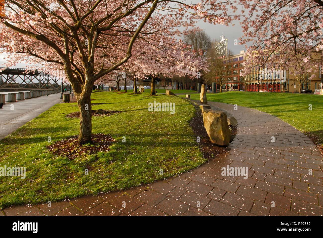 USA, Oregon, Portland. Blooming cherry trees along Willamette River ...