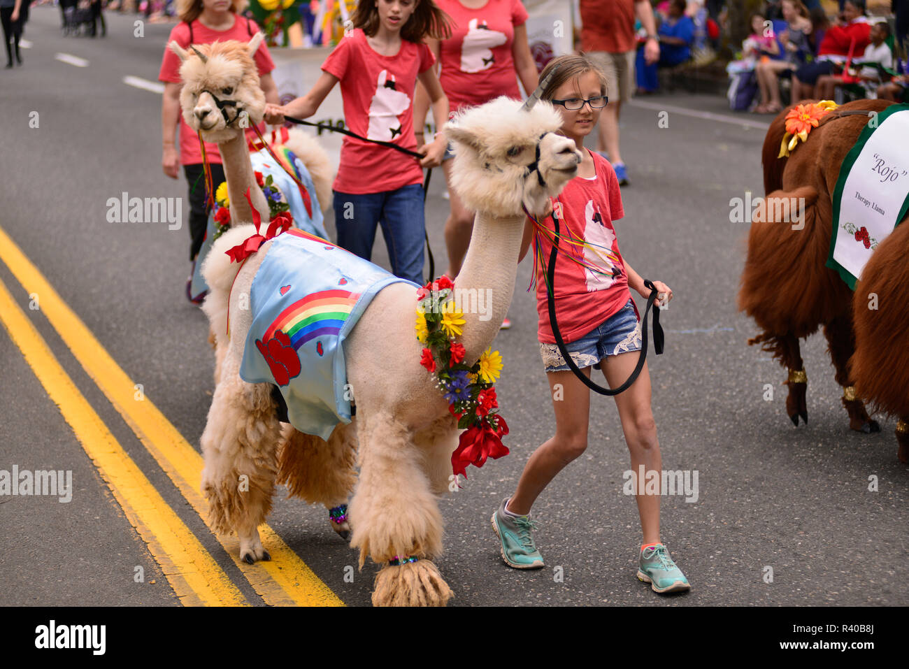 Llamas and handlers hi-res stock photography and images - Alamy