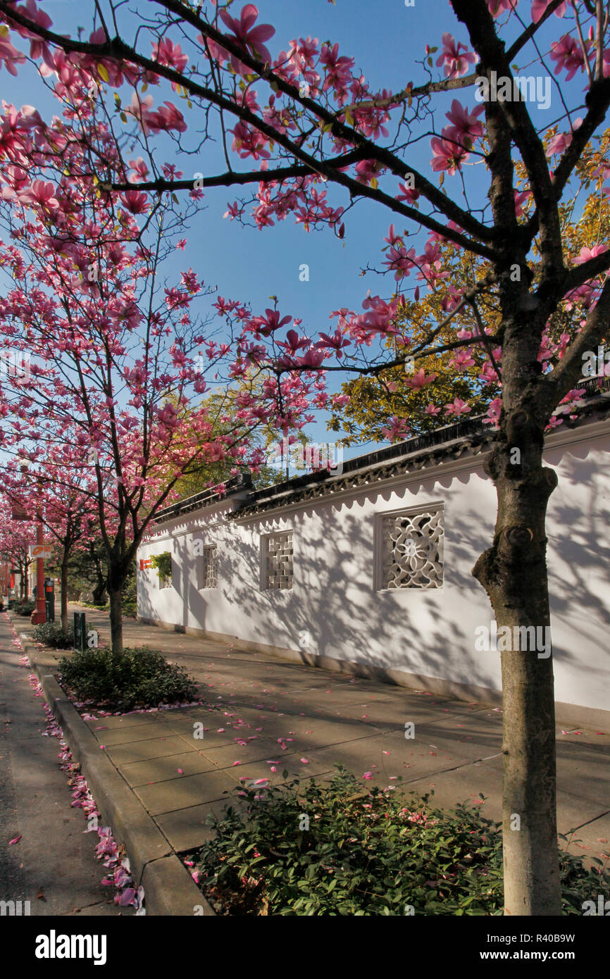 USA, Oregon, Portland. Wall and magnolia trees outside Lan Su Chinese ...