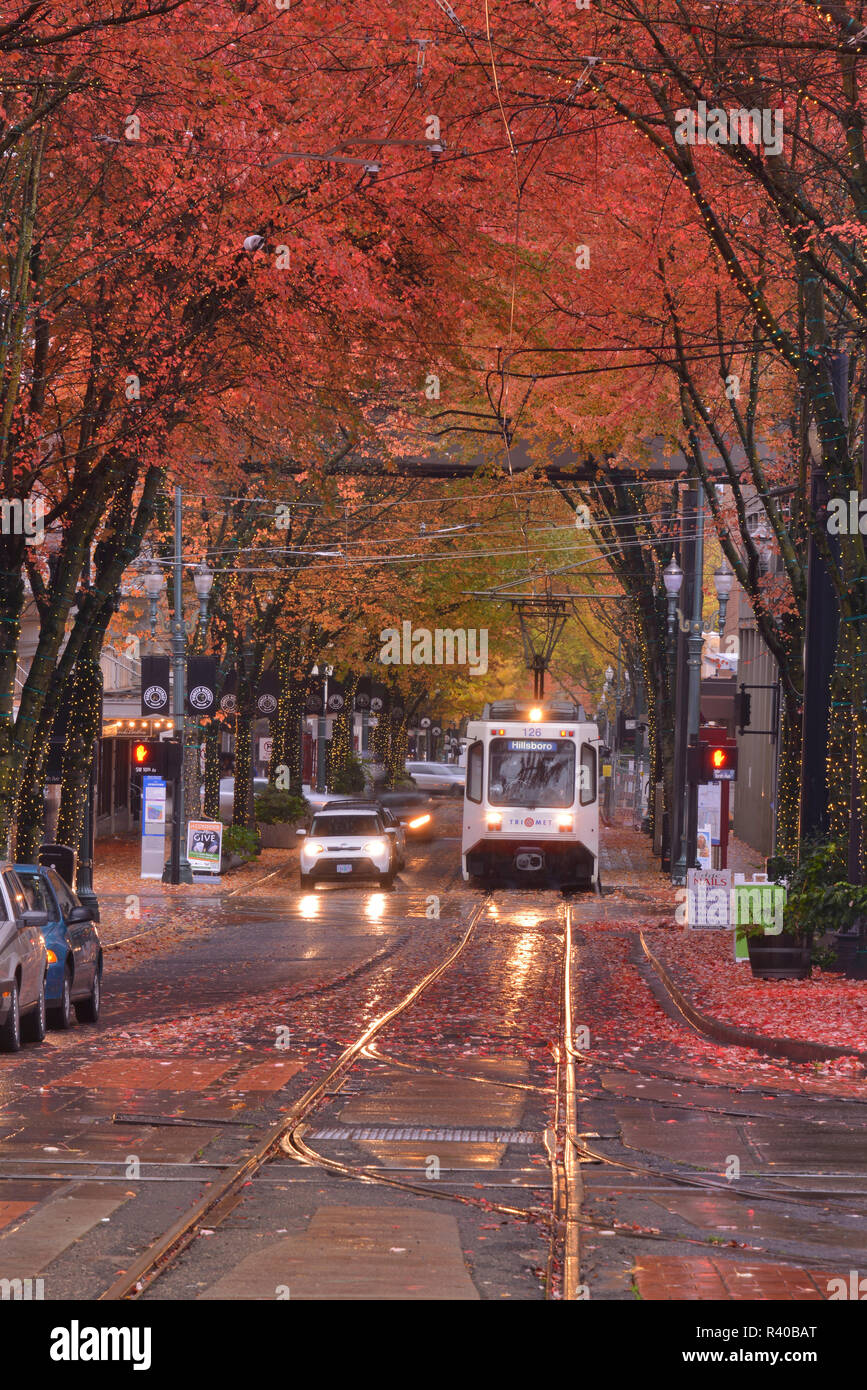 USA, Oregon, Portland. Electric transit rail framed by fall colors ...