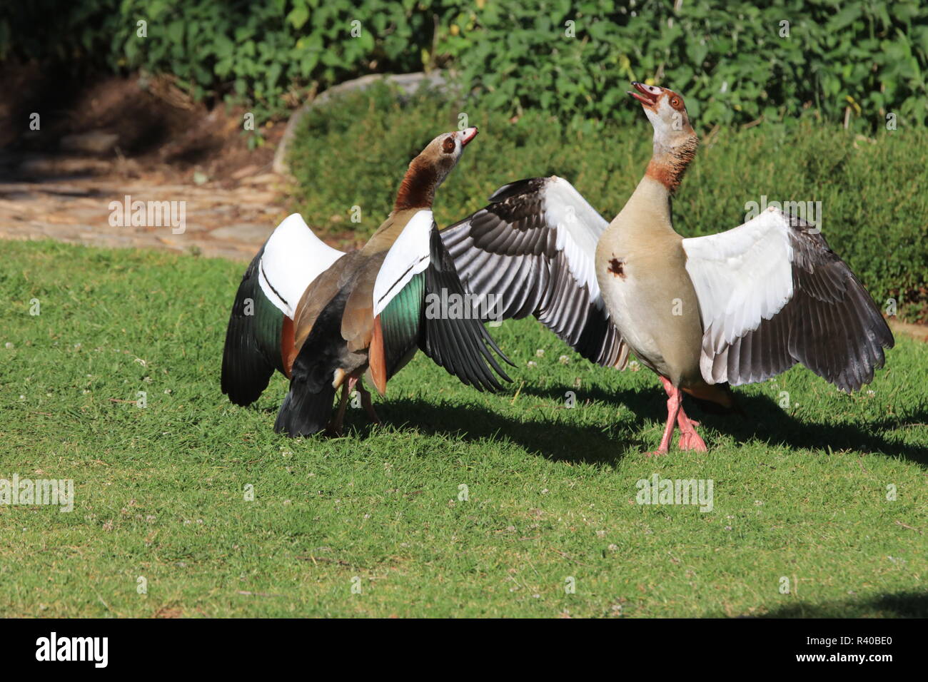Egyptain goose fighting Stock Photo - Alamy