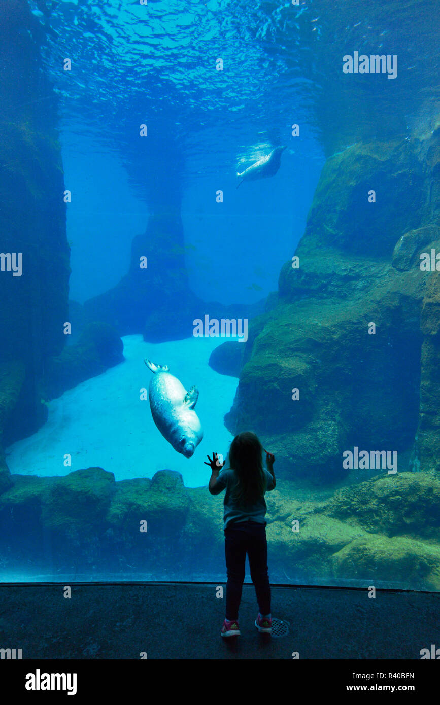 Harbor seals underwater hi-res stock photography and images - Alamy