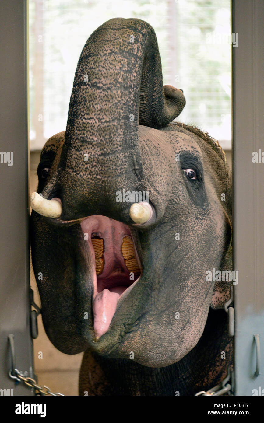 Elephant open mouth hi-res stock photography and images - Alamy