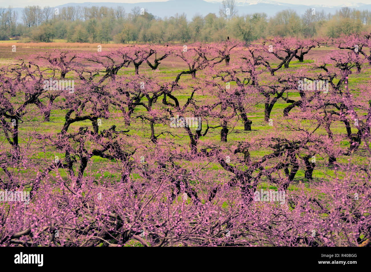 Peach orchard on island hi-res stock photography and images - Alamy