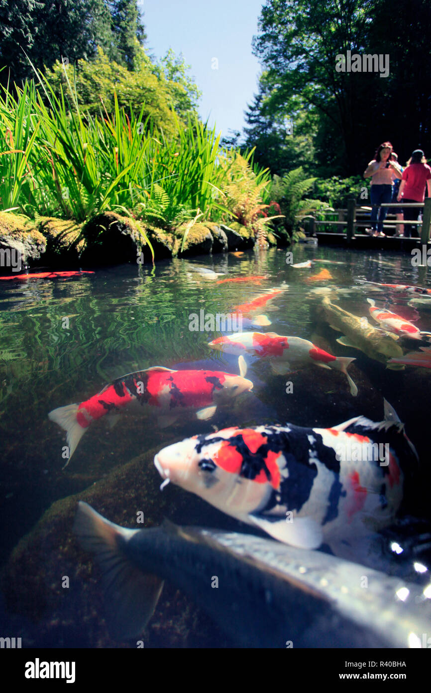 Koi pond gallery hi-res stock photography and images - Alamy