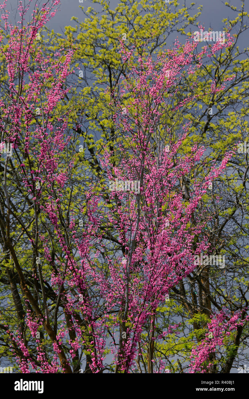 Steve bloom hi-res stock photography and images - Alamy