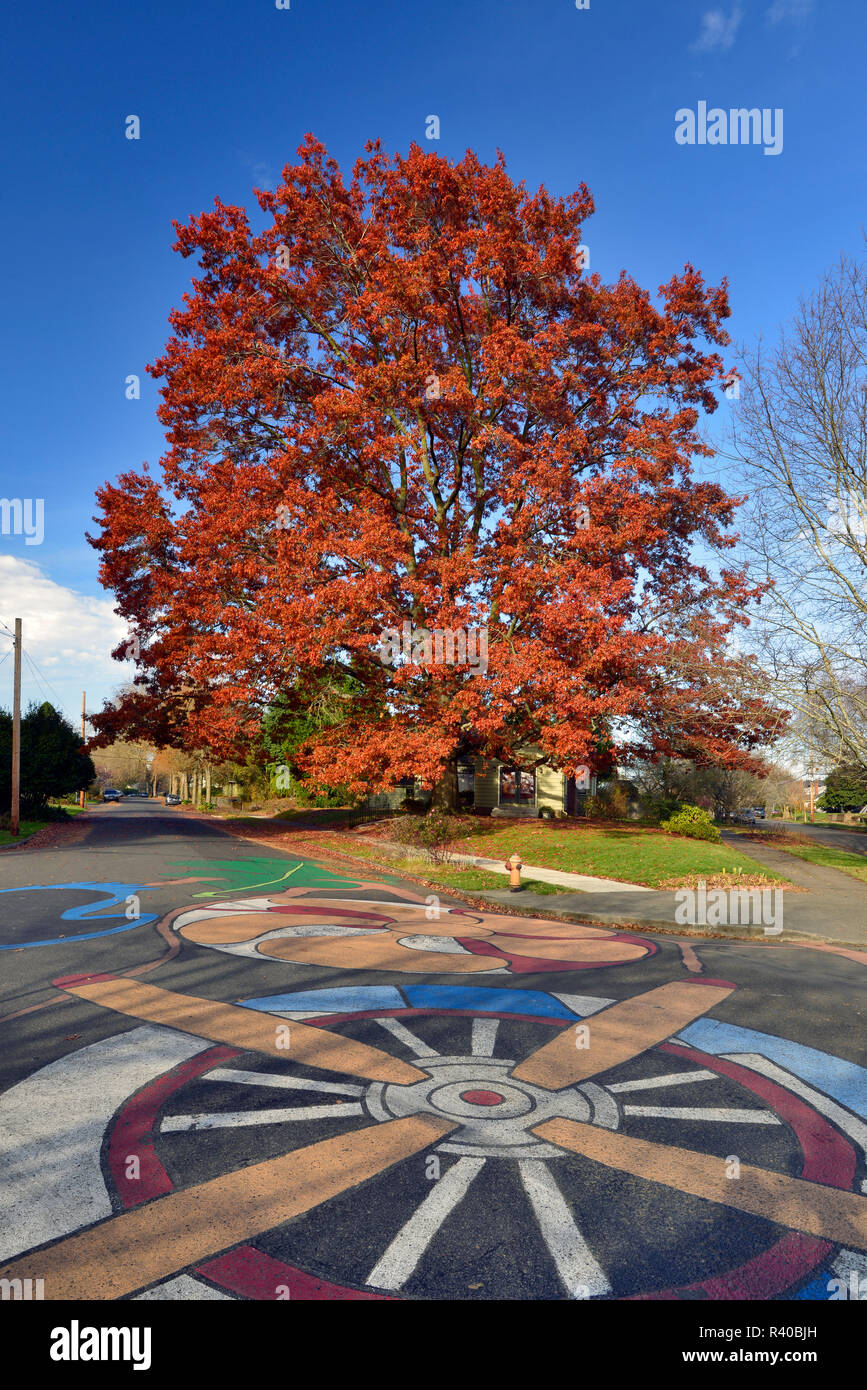 Scarlet oak hi-res stock photography and images - Alamy