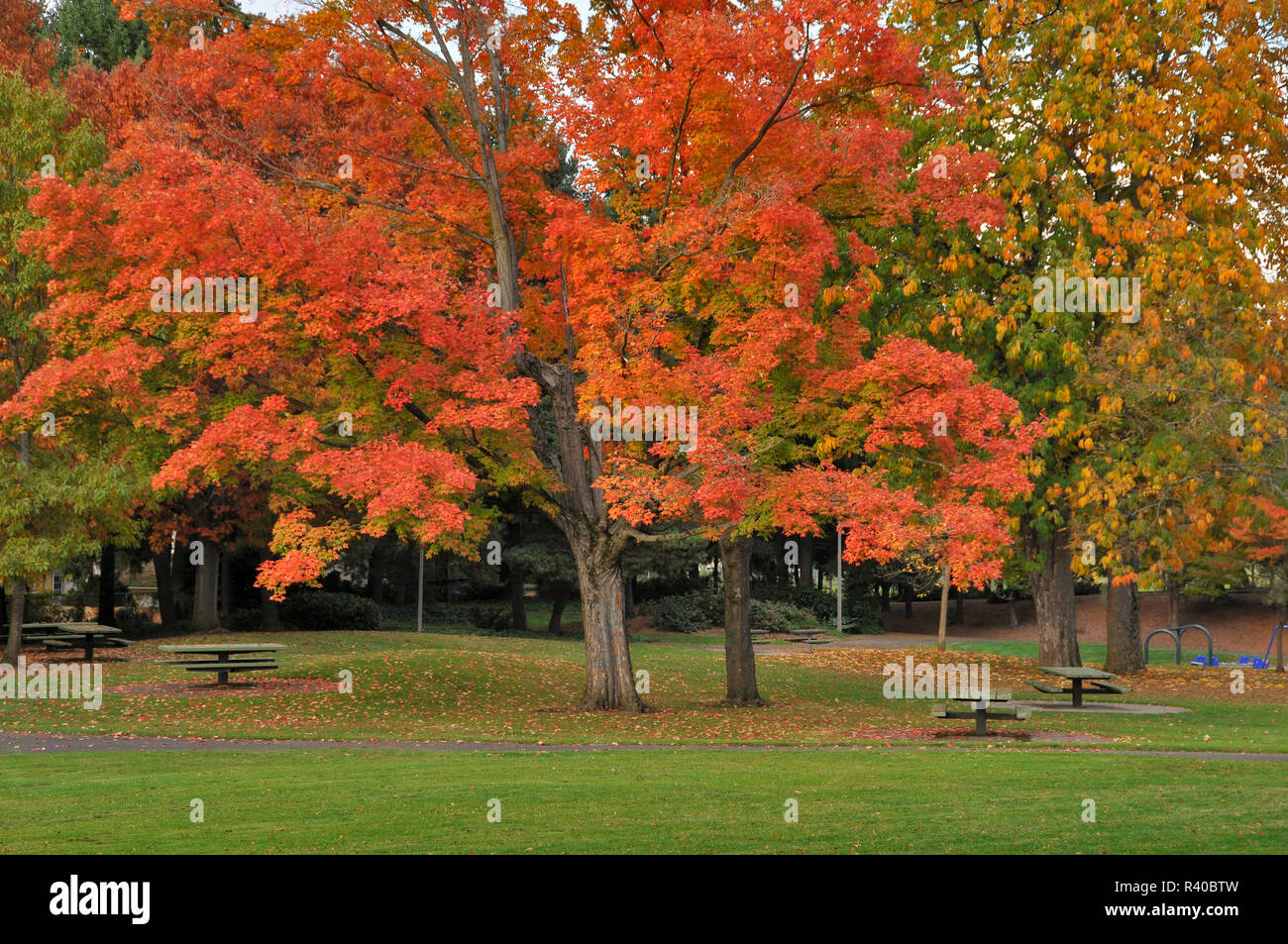 Portland oregon autumn tree hi-res stock photography and images - Alamy