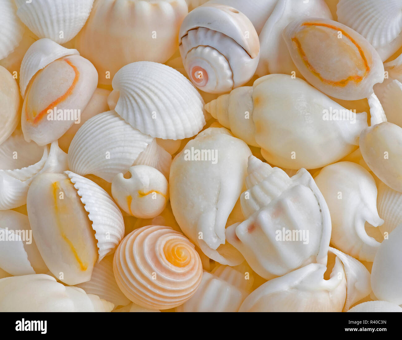 USA, Oregon. Close-up of small sea shells Stock Photo - Alamy