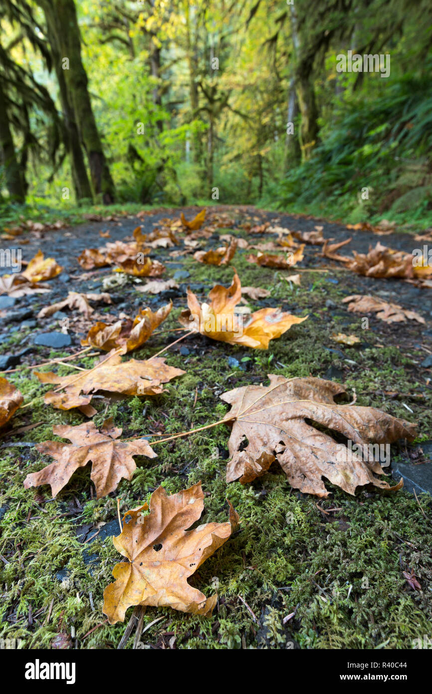 Low angle, a view like a dog might have, to the pathway through an ...
