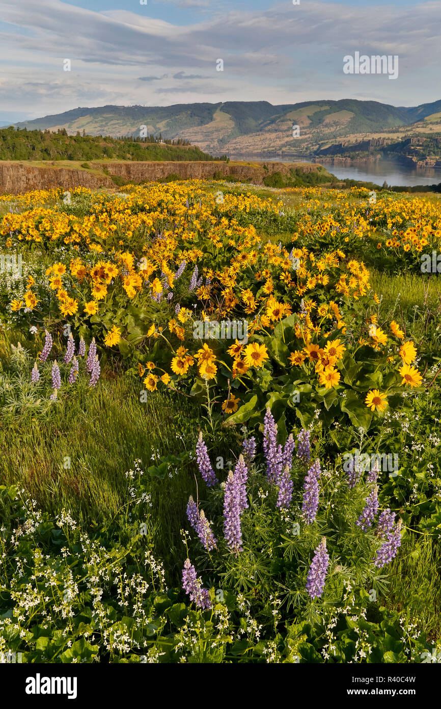 Fields of Balsamroot and Lupine on the Hills above the Columbia River ...