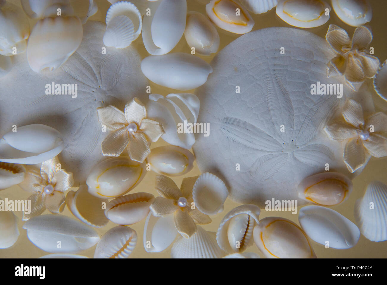 Seashells and sand dollars Stock Photo - Alamy