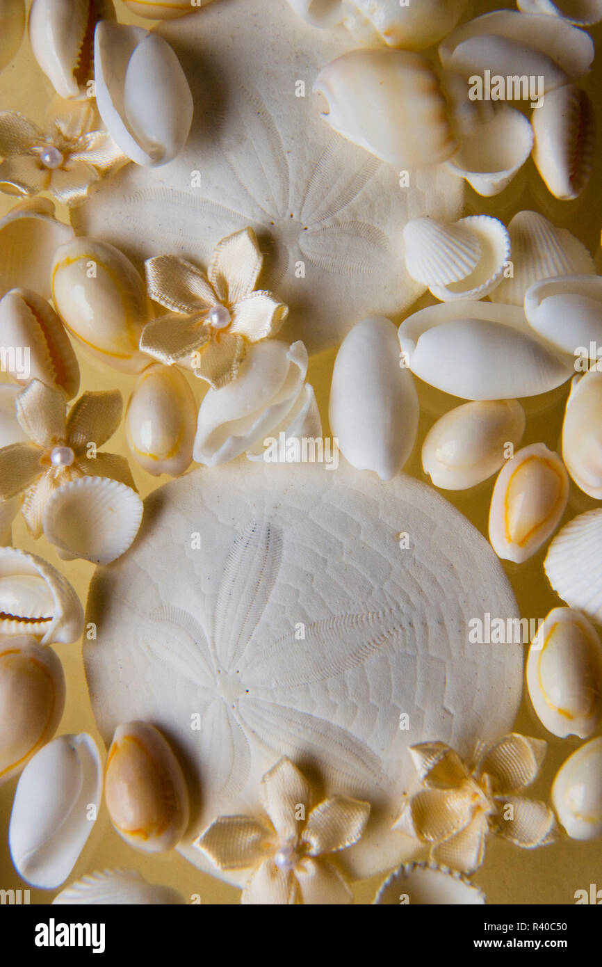 Seashells and sand dollars Stock Photo - Alamy