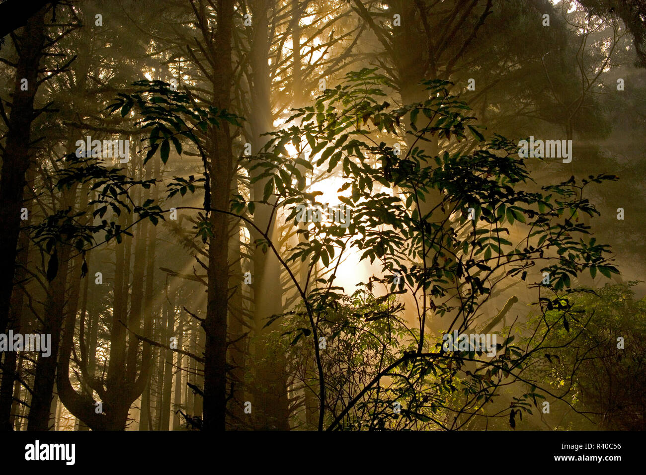 Sun through fog and evergreen forest along the Oregon Coast Stock Photo ...