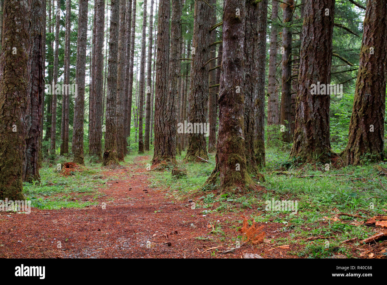 Springfield forest hi-res stock photography and images - Alamy