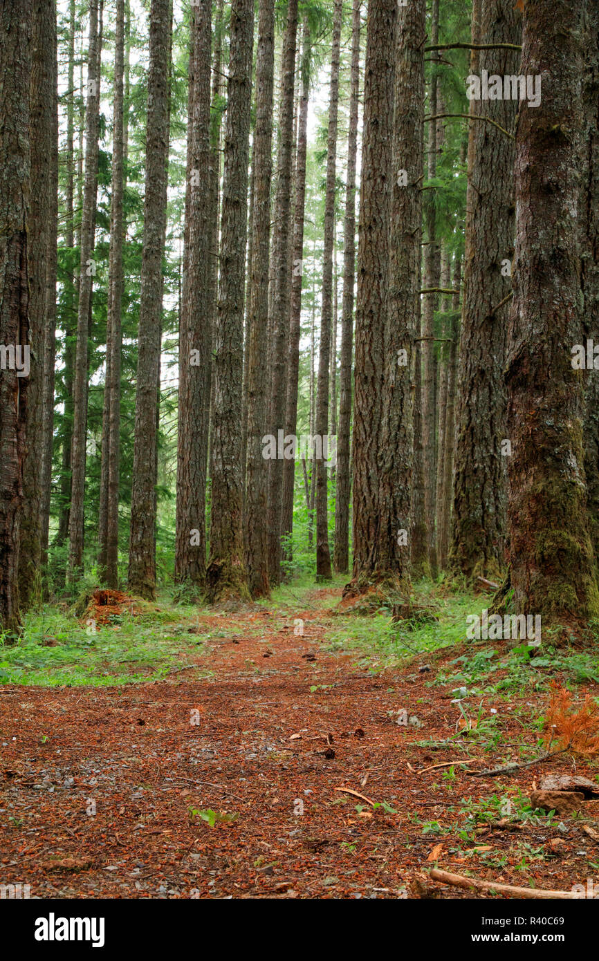 Springfield forest hi-res stock photography and images - Alamy