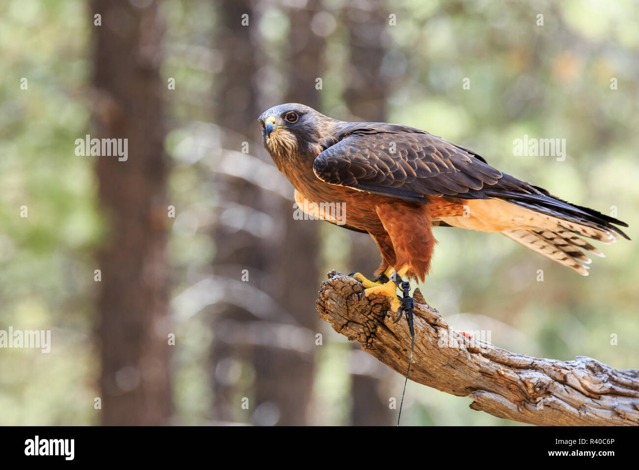 USA, Eastern Oregon, Bend, Raptors of the Desert Sky. High Desert ...