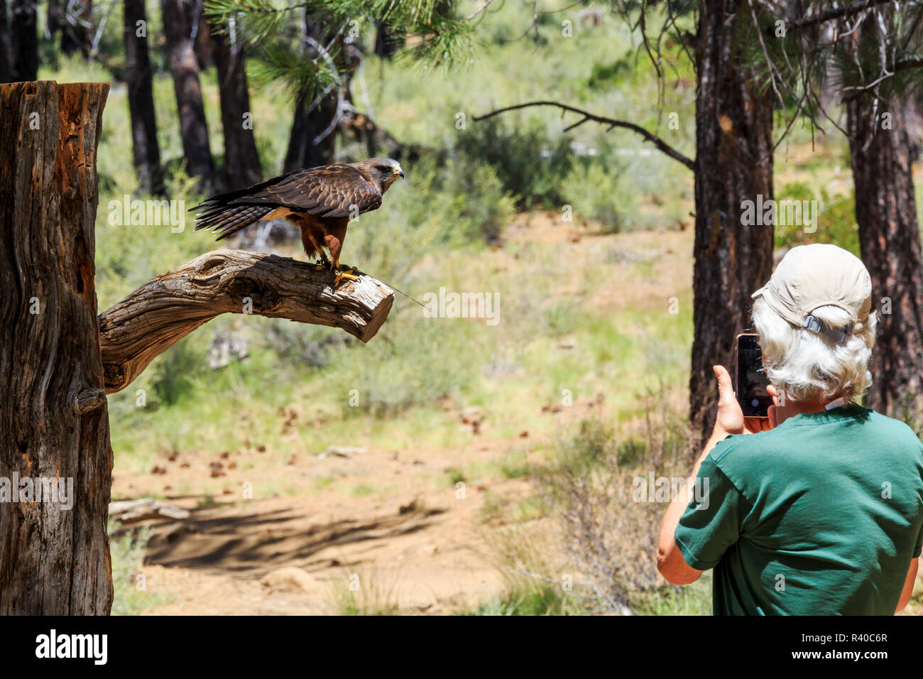 USA, Eastern Oregon, Bend, Raptors of the Desert Sky. High Desert ...
